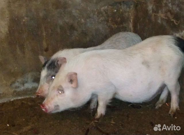 Вьетнамский хряк