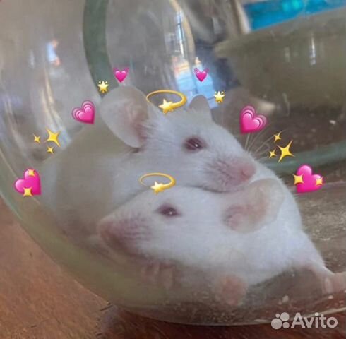 Отдам мышонка в добрые руки