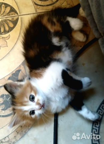 Котенок девочка