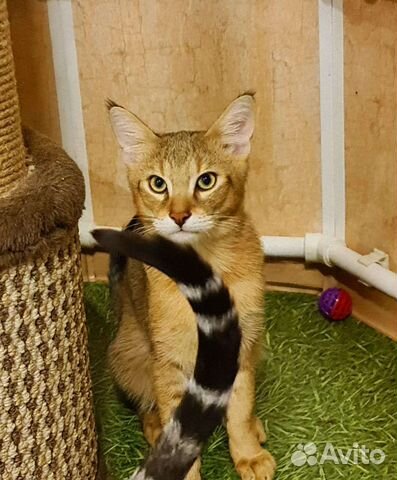 Чаузи ф1 мальчик