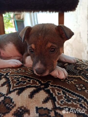 Замечательный щеночек в добрые руки