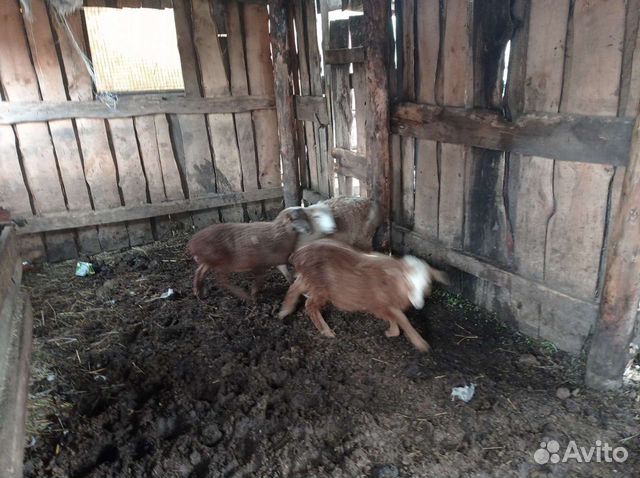 Баранчики курдючные