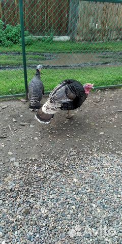 Семья индюков