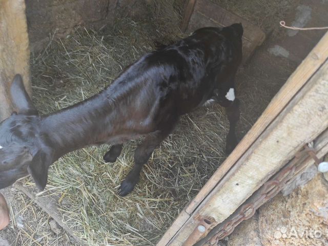 Бычок бычки