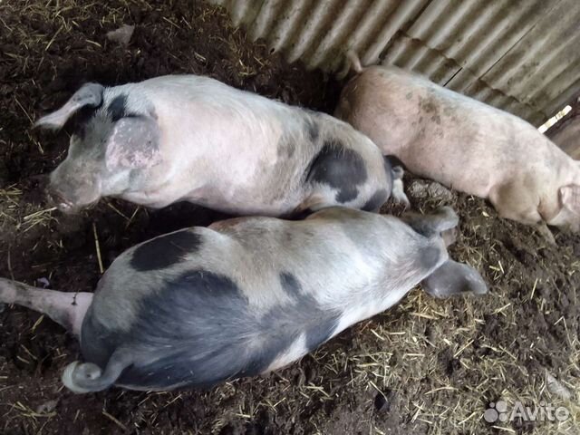 2 свиноматок поросные и хряк
