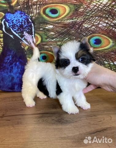 Крупный бивер йорк мальчик