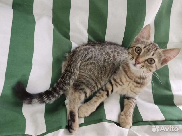 Маленькая прекрасная кошечка Капа