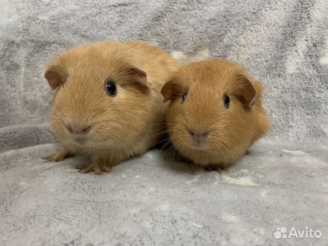 Морские свинки селф малышки