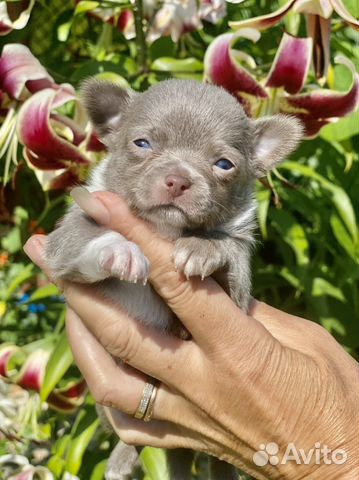 Чихуахуа лиловый мышонок