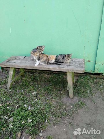 Котята в добрые руки