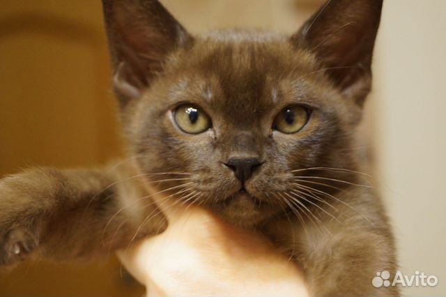 Бурманская