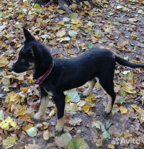 Щенок в добрые руки