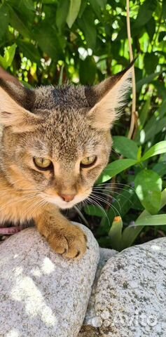 Кошка чаузи