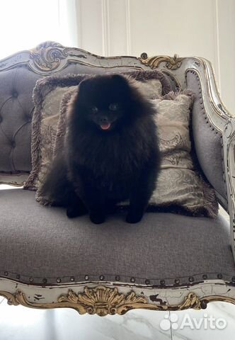 Померанский шпиц черный вязка