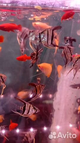 Скалярии, гурами, меченосцы