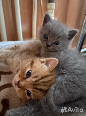 Шотланский прямоухий котенок