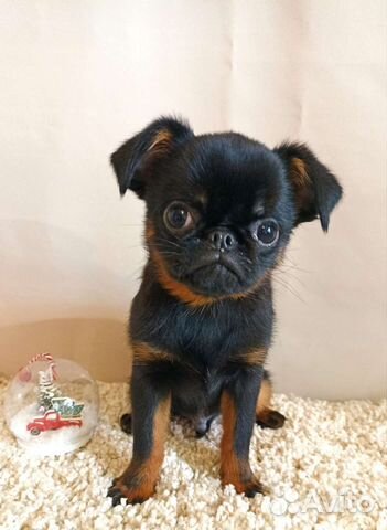 Пти брабансон щенки