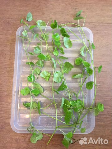 Аквариумное растение Гидрокотила бологоловая