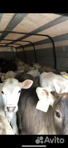 Бычки швицы