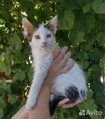 Котёнок Серафим с подворья храма ищет добрые руки