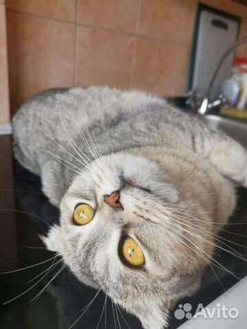 Британские котики ищут новый дом