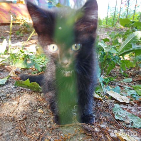 Котята в добрые руки бесплатно пожалуйста
