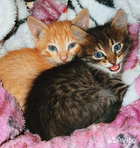 Котята в добрые руки