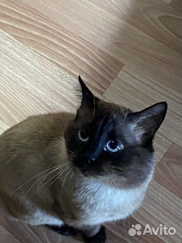 Котей в добрые руки
