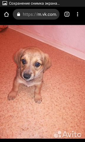 Щенки таксы,помесь