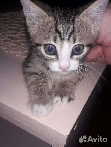 Котенок из деревни