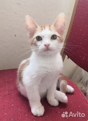 Котёнок кит