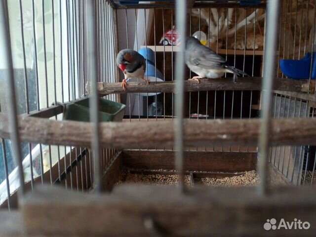 Зебровые амадины