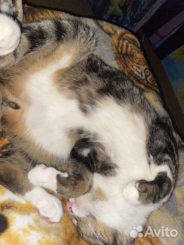 Отдам бесплатно кота