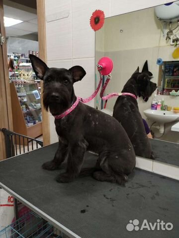 Скотч терьер в добрые руки