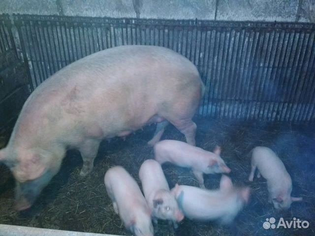 Поросята боровки