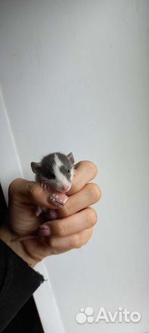 Крысята хаски