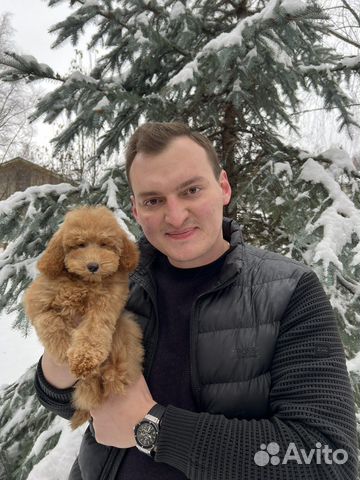 Той пудель девочка