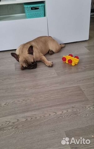 Французский бульдог