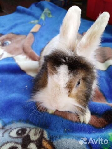 Декоративный кролик