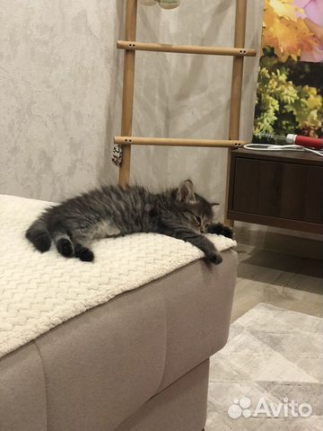 Отдам в очень добрые руки