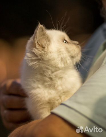 Британские котята короткошерстные