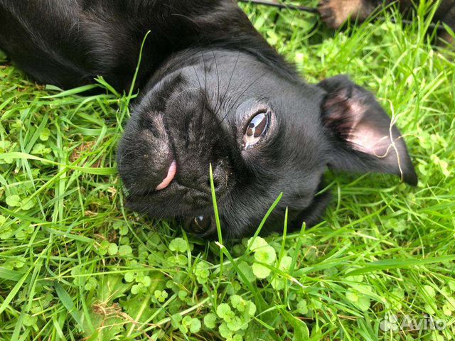 Щенки пти брабансона