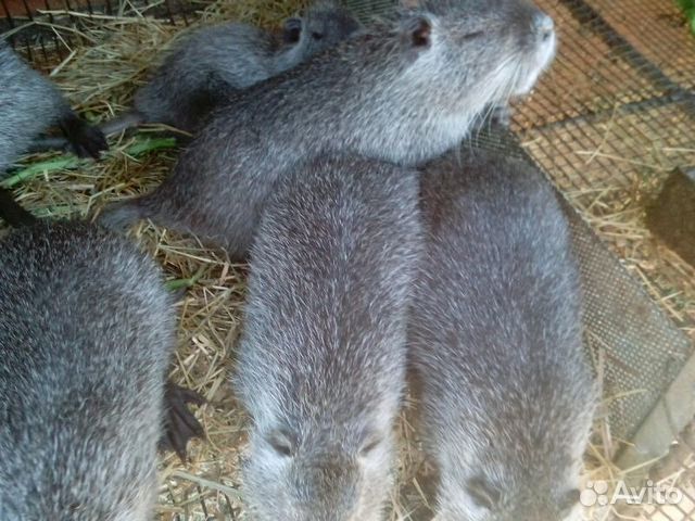 Нутрии серебро