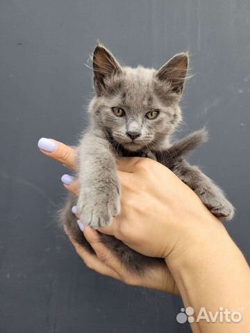 Темно-серый котёнок в добрые руки