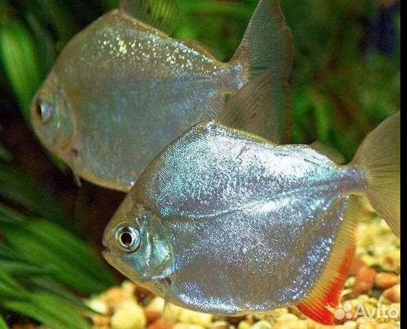 Аквариумные рыбки