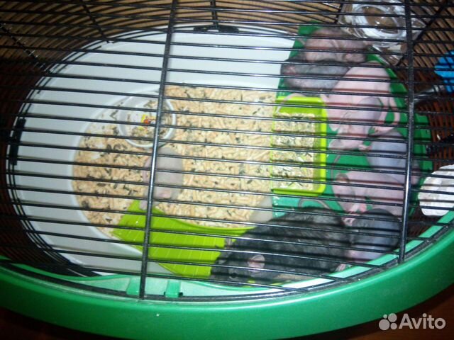 Декоративная крыса дамбо