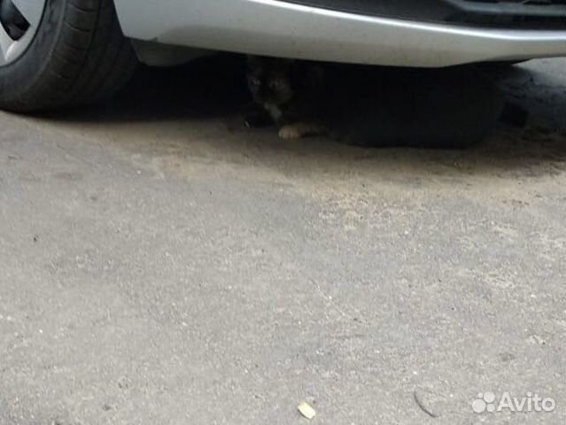 Кошка