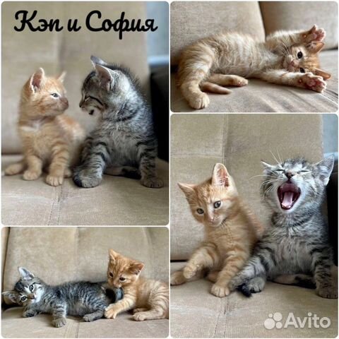Котята Кэп и София ищут хозяев