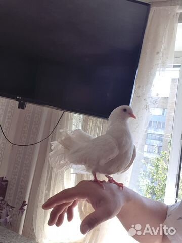 Голубь павлин