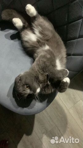 Ищу котика для связки